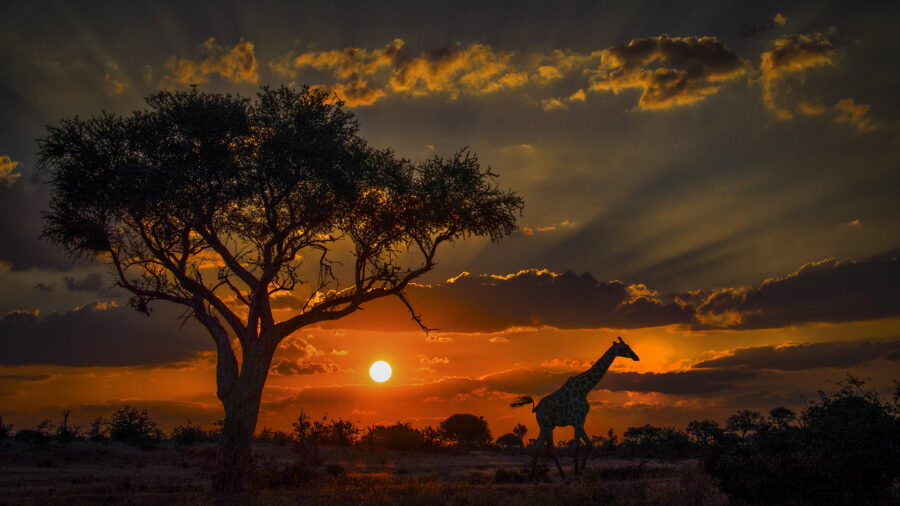 Gallery Shop - Idube Photo Safaris