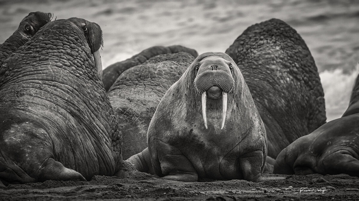 Photographing Walrus in wild Alaska - Idube Photo Safaris