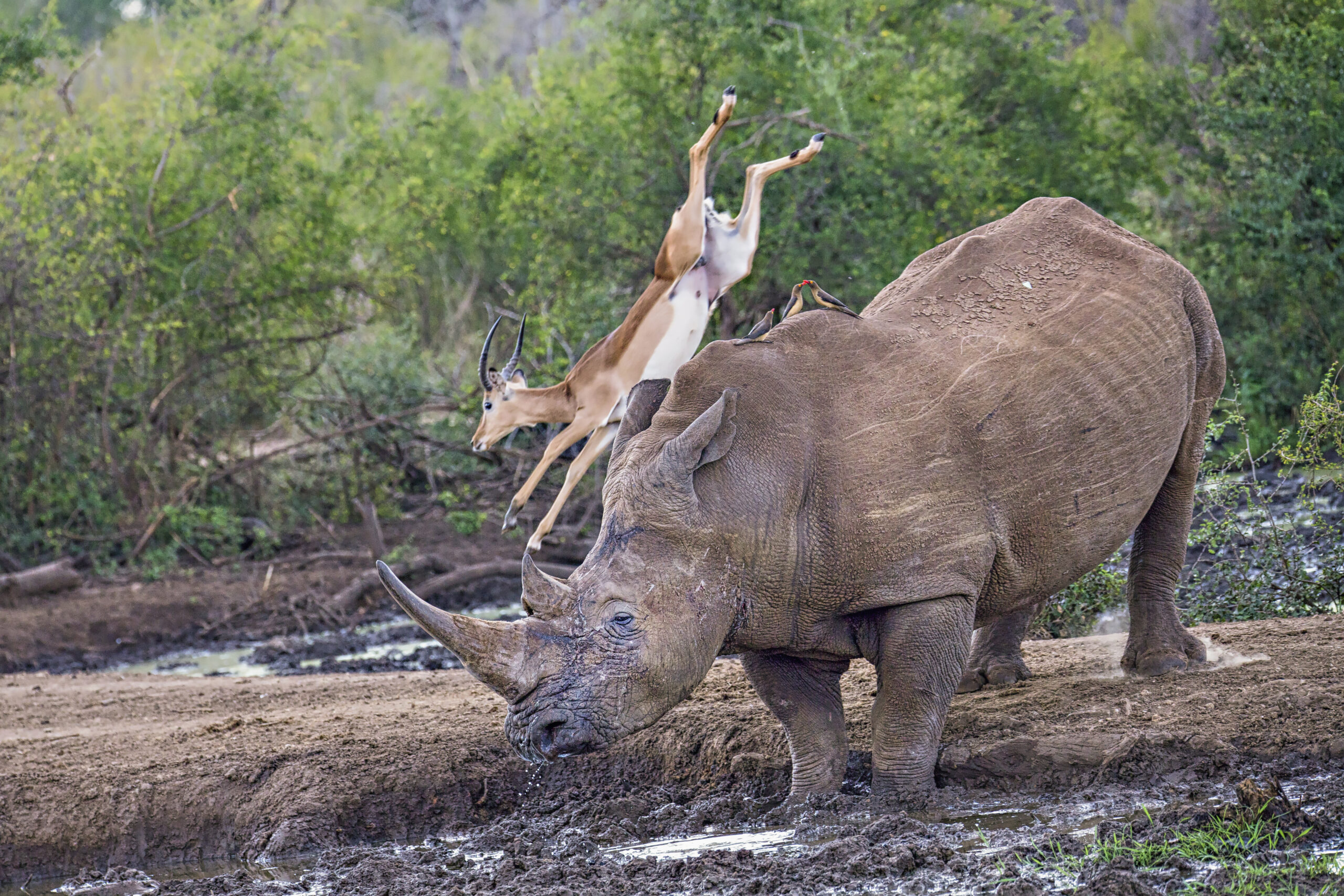 South Africa Big Five Photographic Safari | South Africa Wildlife Safari